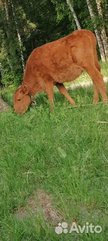 Телачка красно-степной породы
