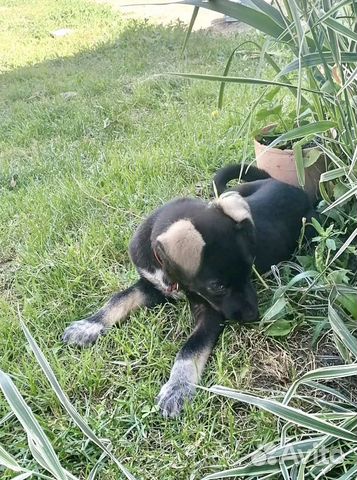 Щенята овчаристого окраса, мальчики, 2 мес