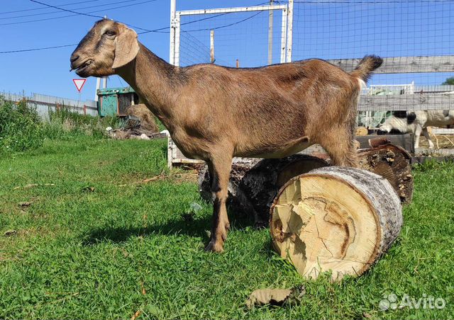 Нубийские козочки