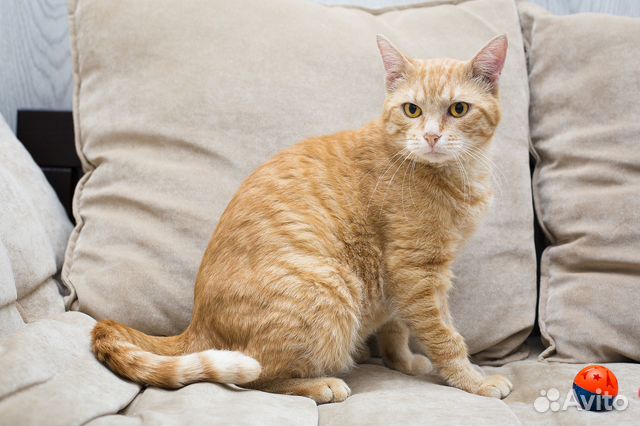 Рыжик - просто шикарнейший кот в дар