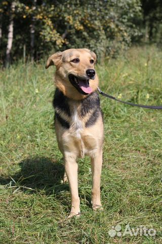 Шелли трогательная собака