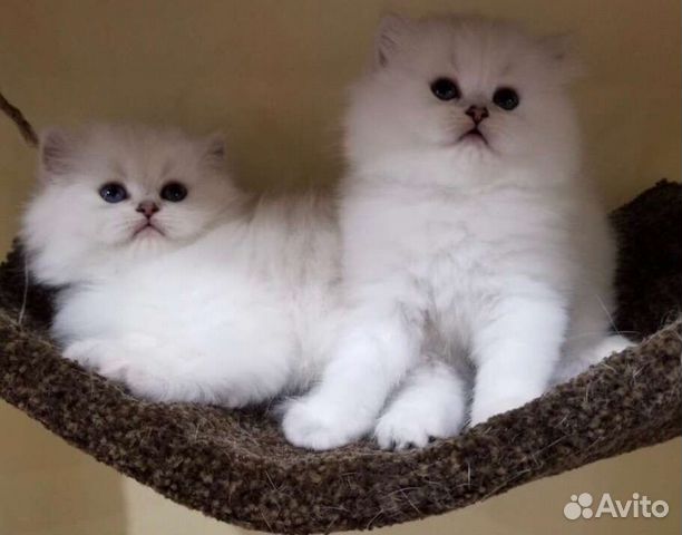 Шотландские прямоухие котята
