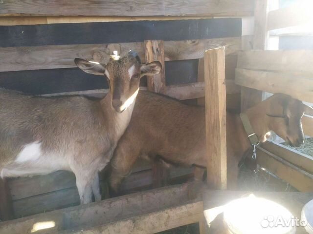 Коза альпочешская