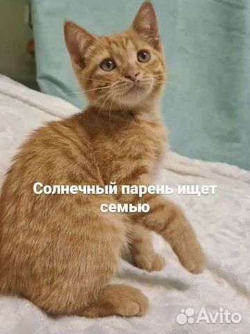 Котик в дар