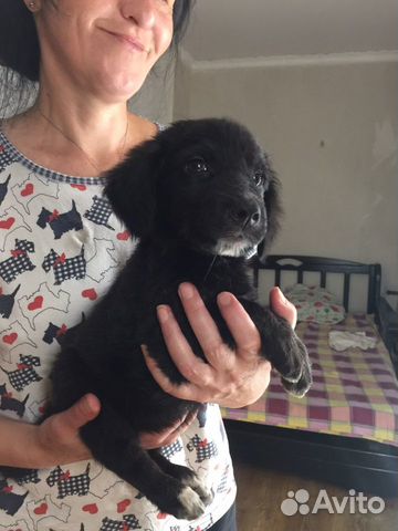 Щенок кобель бесплатно