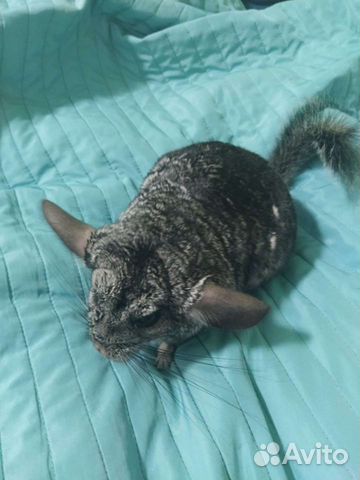 Шиншиллы