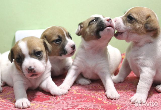 Щенки джек рассел терьер