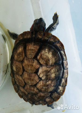 Черепаха бесплатно