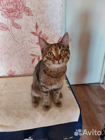 Отдам кошечку Соню