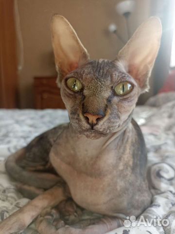 Подрощенная кошечка