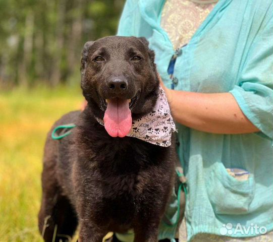 Жизнерадостный и любвиобильный пёсик