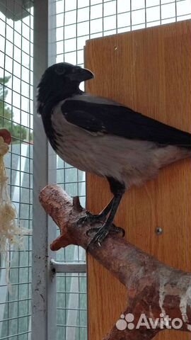 Ворона ручная