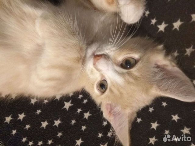 Котёнок-мальчик ищет добрые руки и любящее сердце