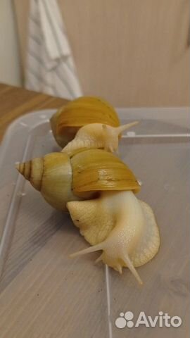 Улитки ахатины альбиносы