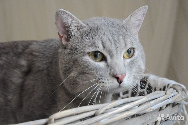 Отдам котика Тимошу