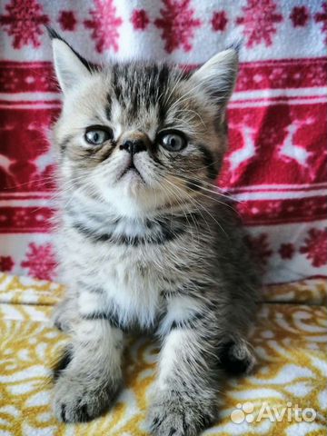 Экзотическая