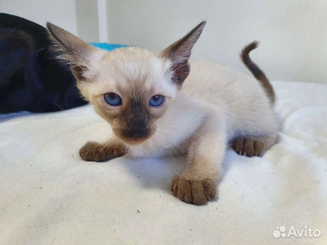 Ориентальные котята