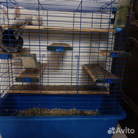 Морские свинки