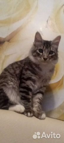 Серый котик