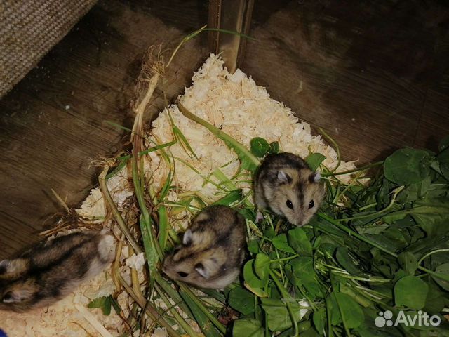 Сунгурские хомячки