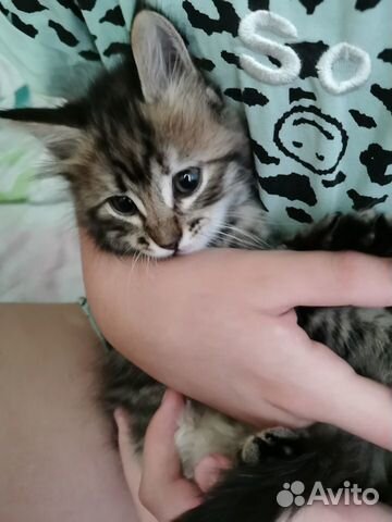 Котята бесплатно