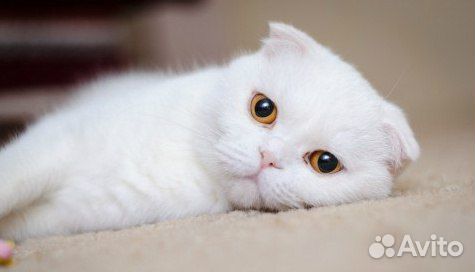 Шотландская вислоухая кошечка