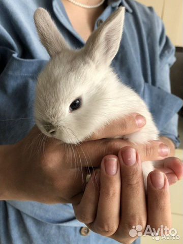 Декоративный кролик