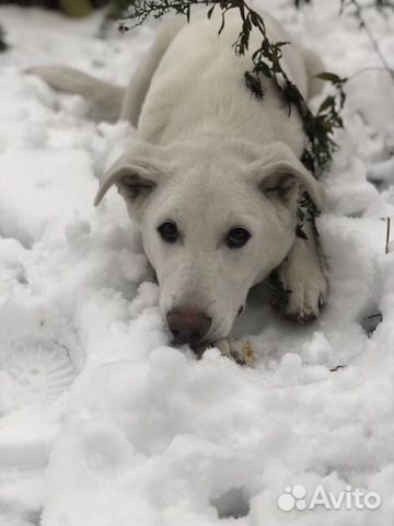 Отдам собаку в добрые руки