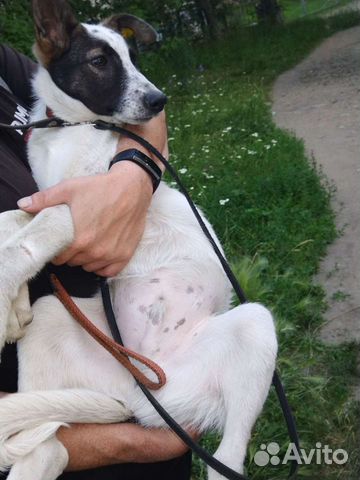 Собака в добрые руки щенок