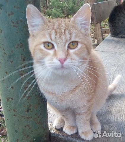 Котик ищет дом