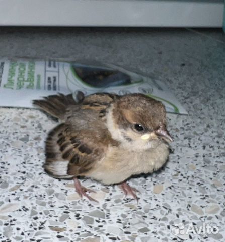 Воробей живой