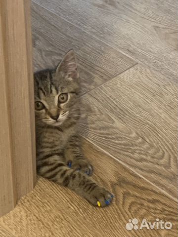 Котята