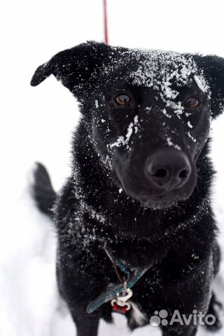 Черничка, ищет любящую семью, в дар