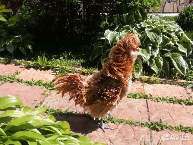 Падуаны петух