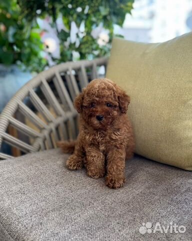 Мальтипу мини плюш ред браун