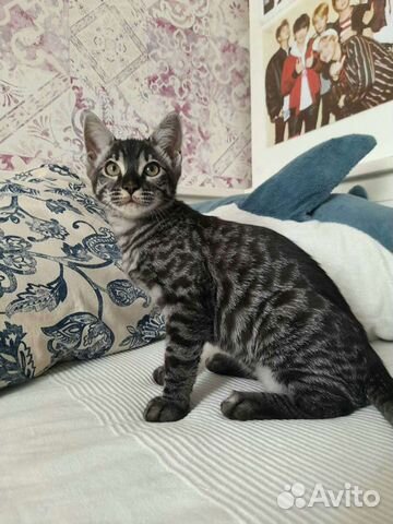 Шикарные бенгалы