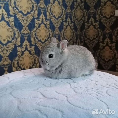 Карликовый кролик шиншилловый
