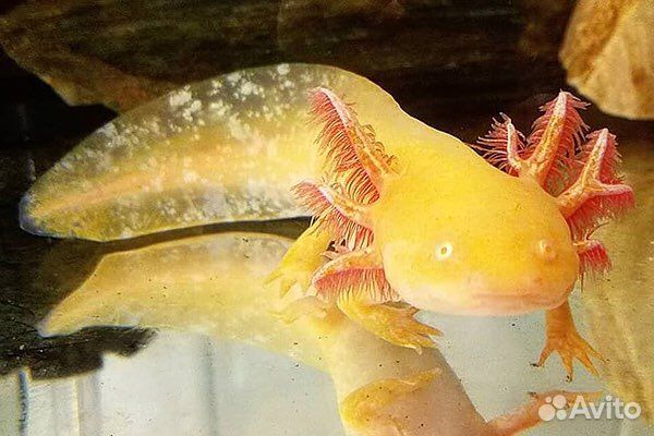 Золотой аксолотль