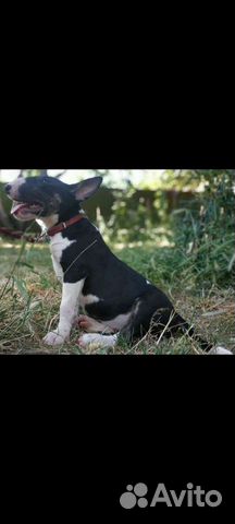 Щенки стандартного бультерьера