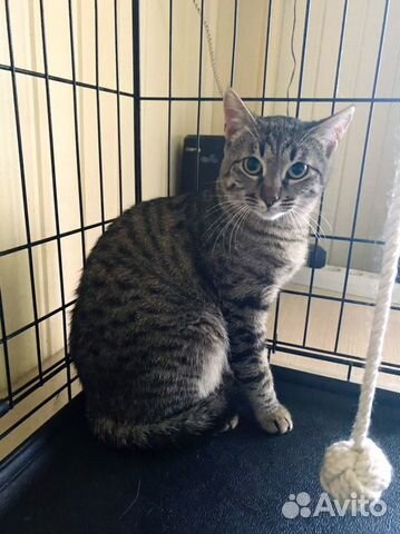 Молодая, добрая кошечка тигренок 9 мес