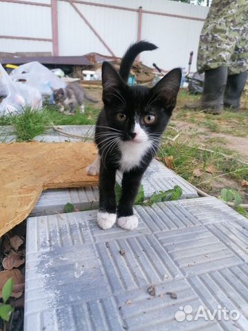 Котята бесплатно с ветеринарной поддержкой