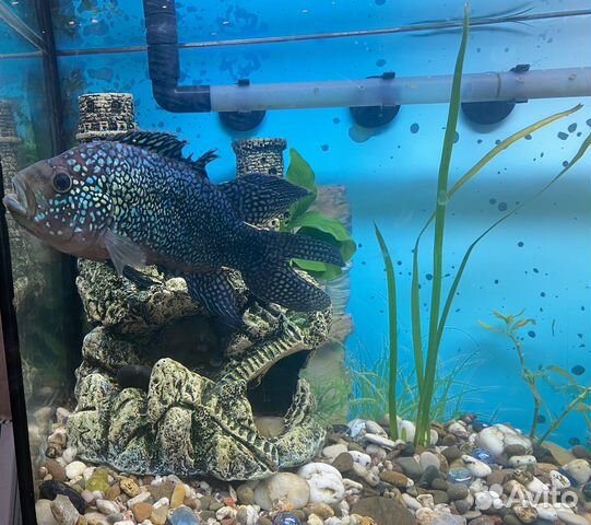 Цихлазома восьмиполосая