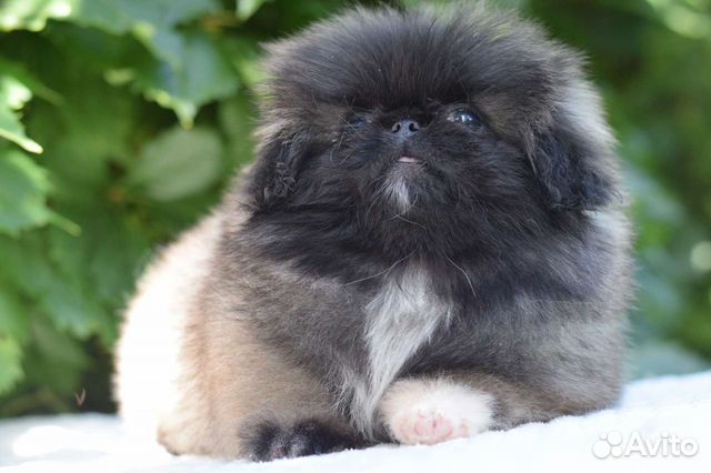 Щенки пекинеса