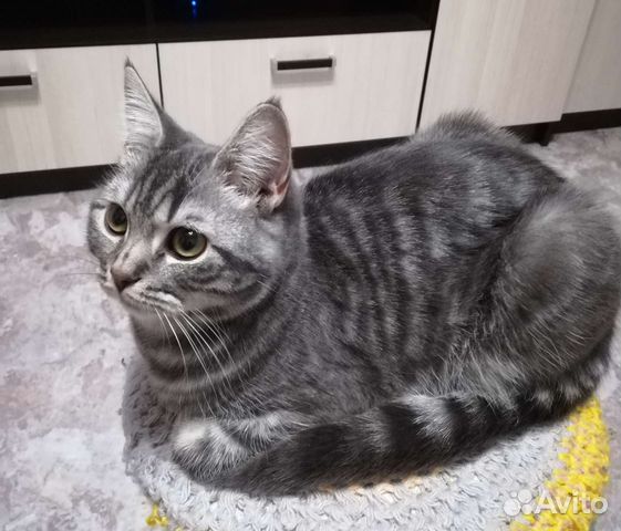 Шотландская прямоухая кошка