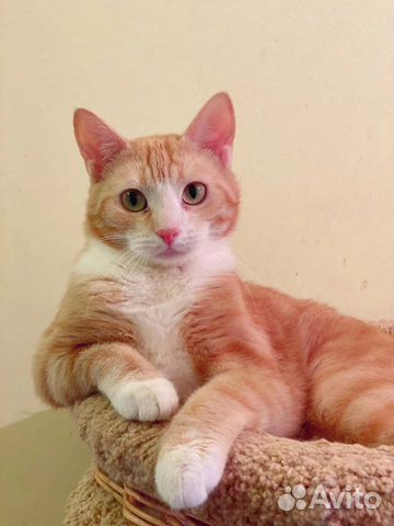 Котик