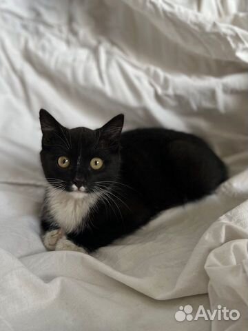 Умка ищет дом