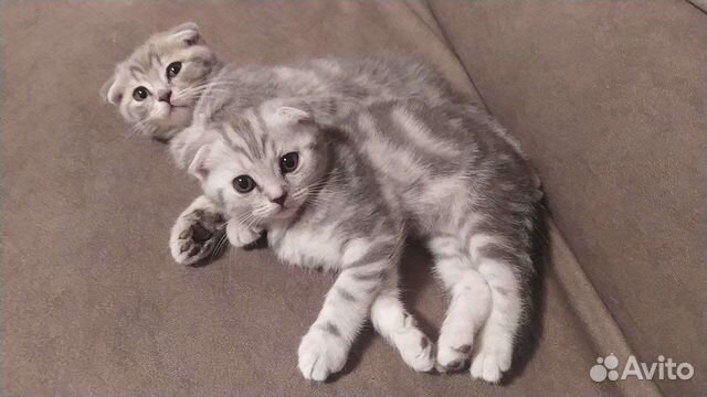 Шотландская вислоухая кошка