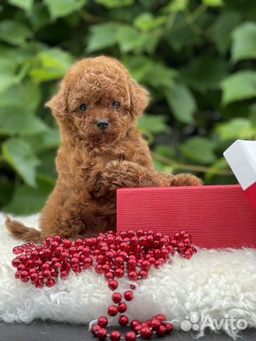 Супер мини той девочка ред браун