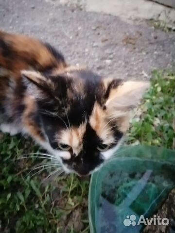 Котята ищут дом и семью