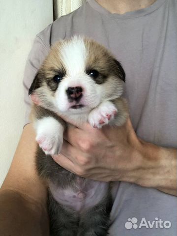 Щенки вельш корги пемброк